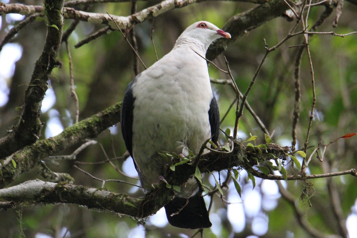 eBird Checklist - 15 May 2021 - O'Reilly's Rainforest - 16 species