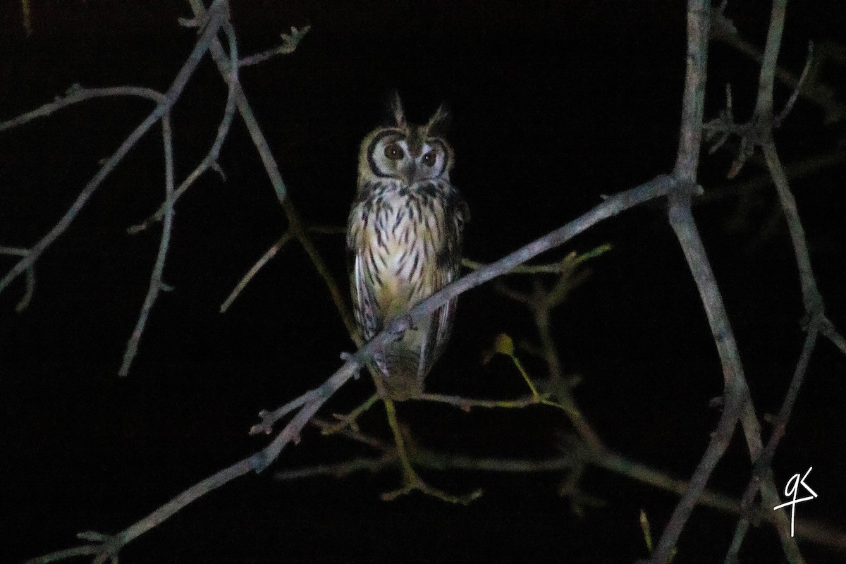 ML343361761 - Striped Owl - Macaulay Library