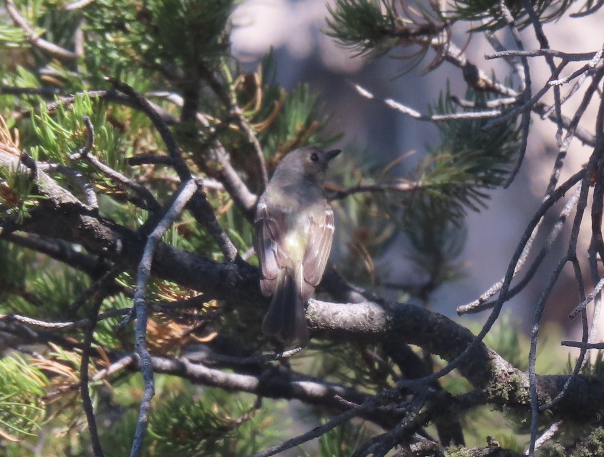 eBird Checklist - 30 May 2021 - Big Hatchet Mtns--Big Hatchet Peak - 48 ...