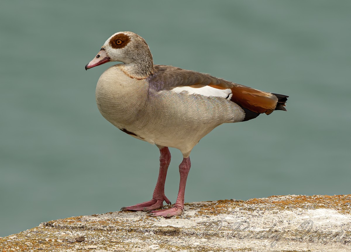 ML344361971 - Egyptian Goose - Macaulay Library