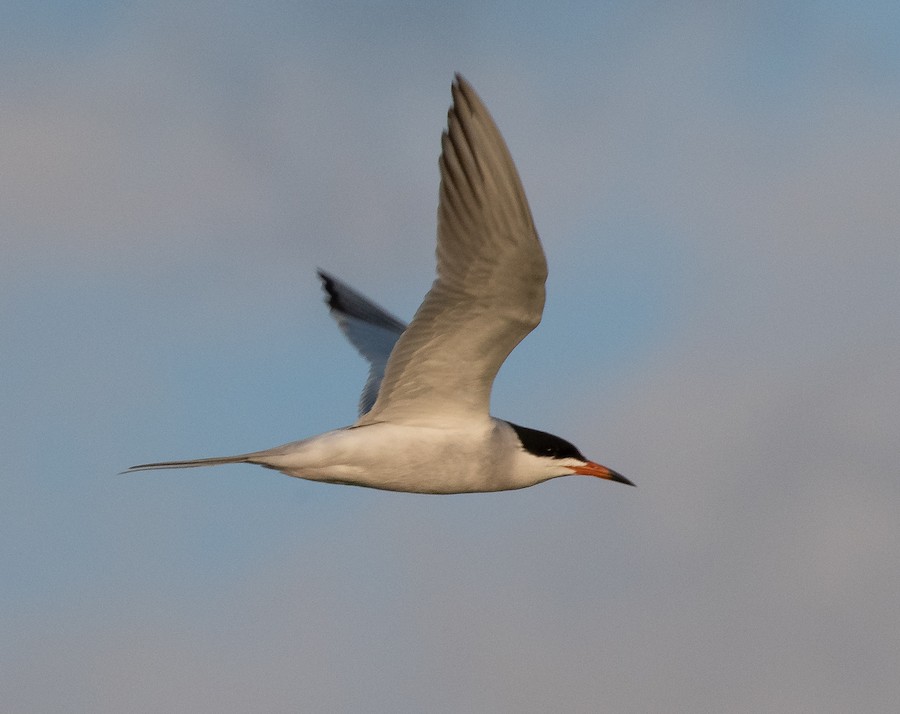 Forster's/Common Tern - eBird