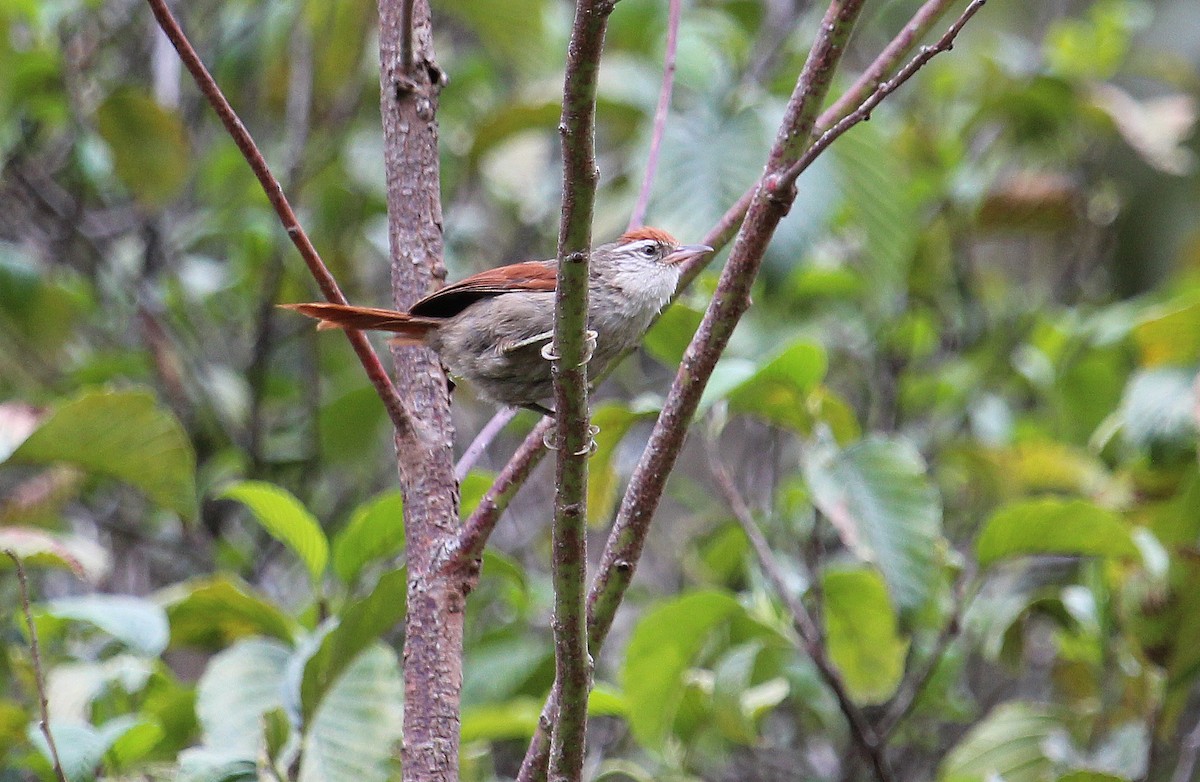 ML34492121 - Line-cheeked Spinetail (Baron's) - Macaulay Library