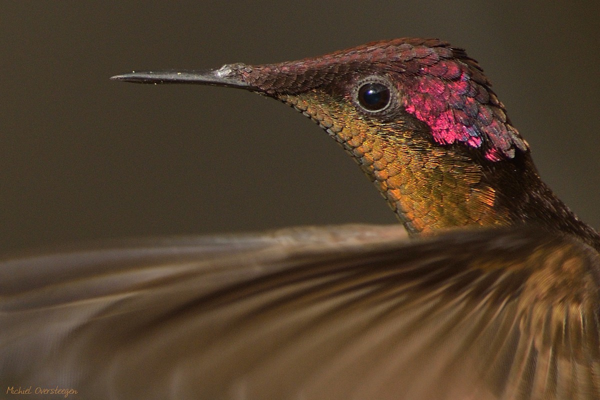 ML34492271 - Ruby-topaz Hummingbird - Macaulay Library
