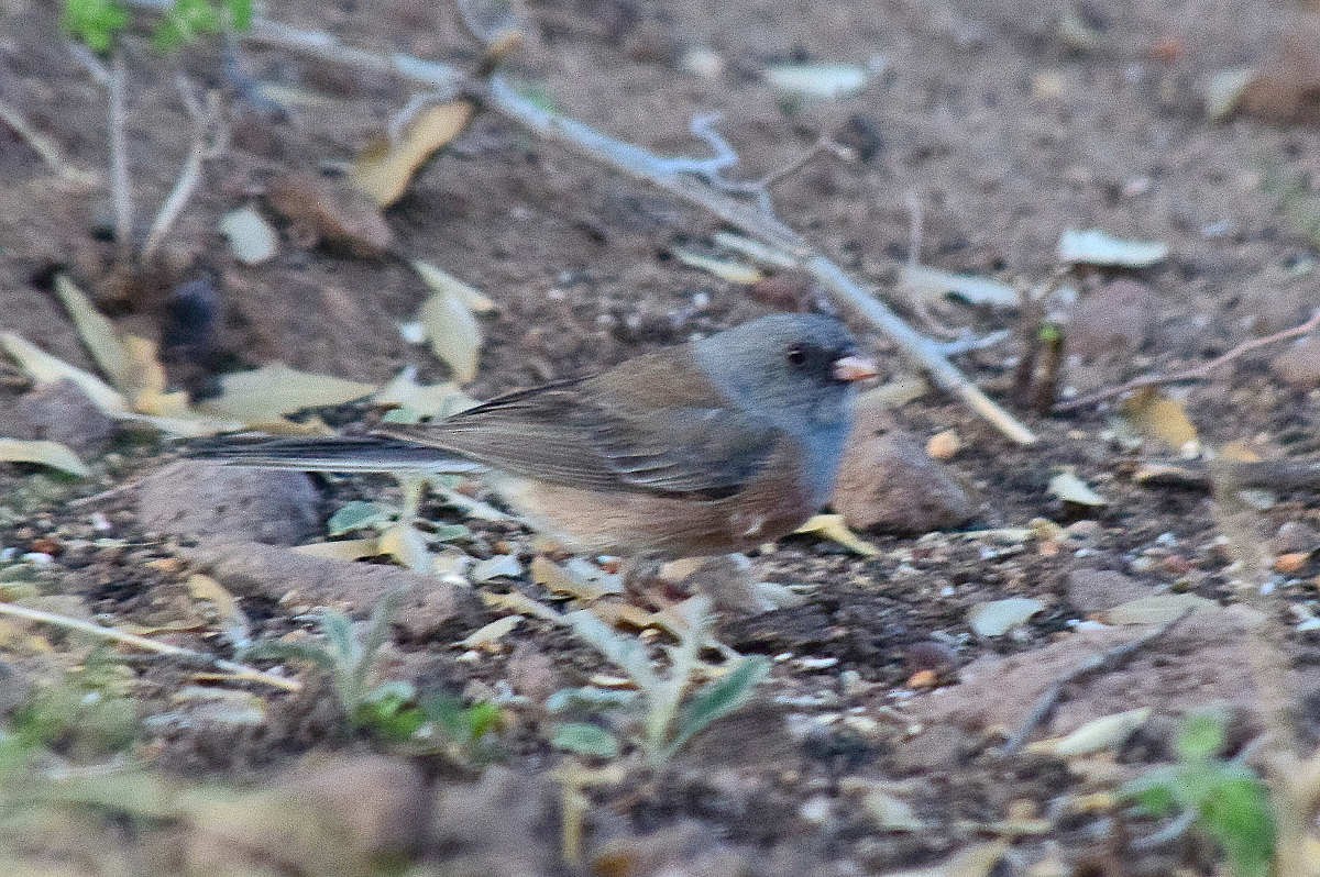 eBird Checklist - 11 Apr 2021 - Davis Mountains State Park - Wildlife ...
