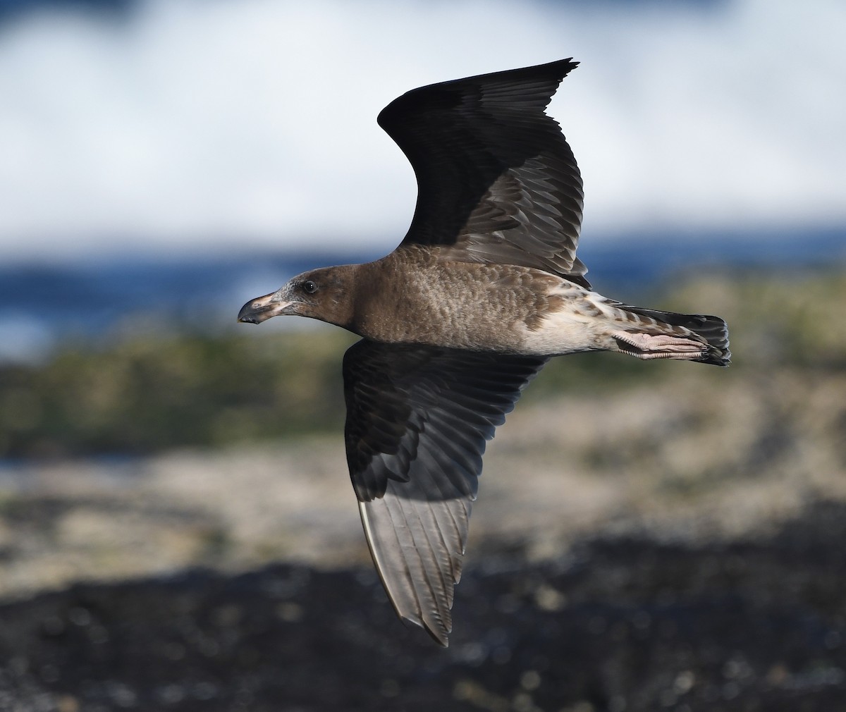 eBird Checklist - 7 Jun 2021 - Flat Rock (Ballina) - 17 species