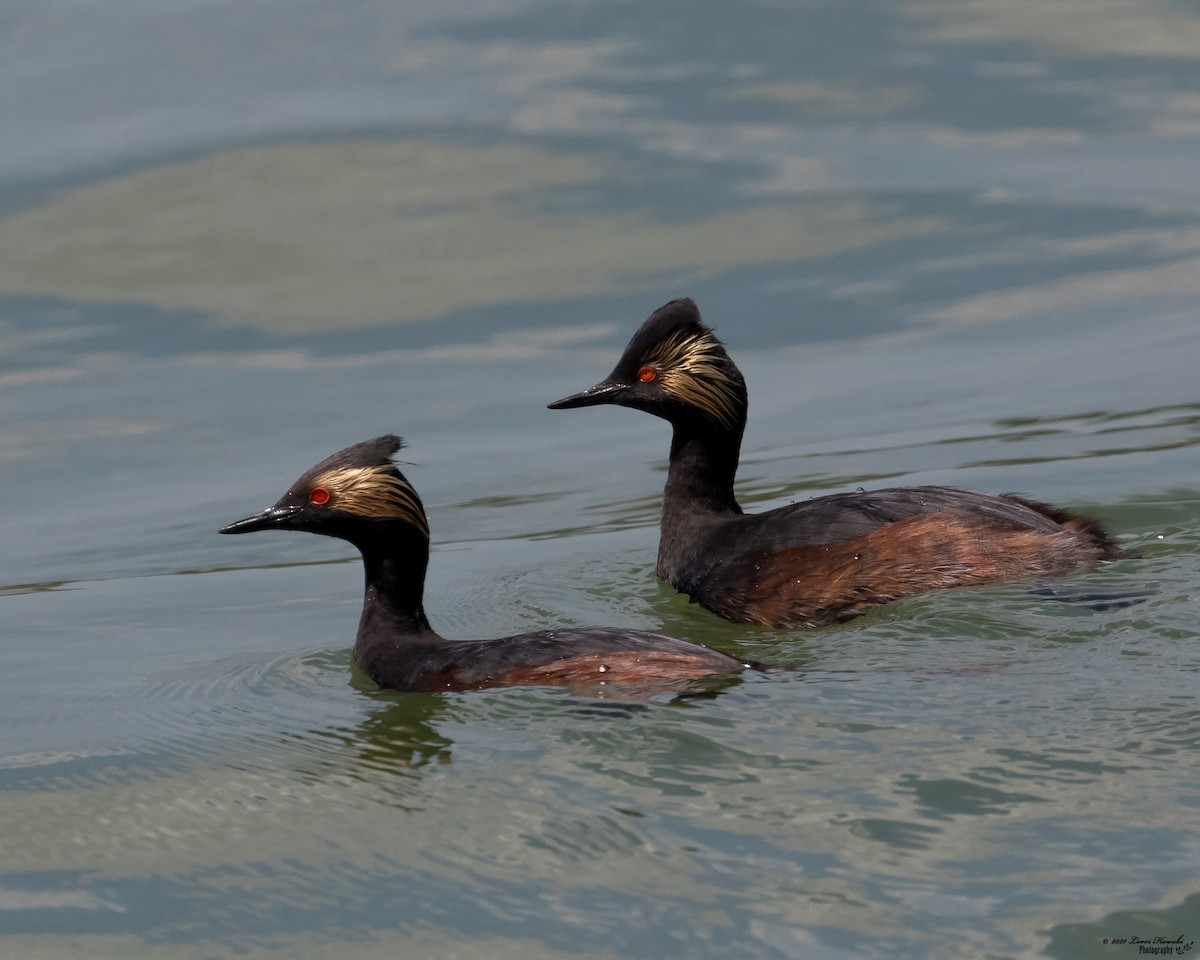 ML346074661 - Eared Grebe - Macaulay Library