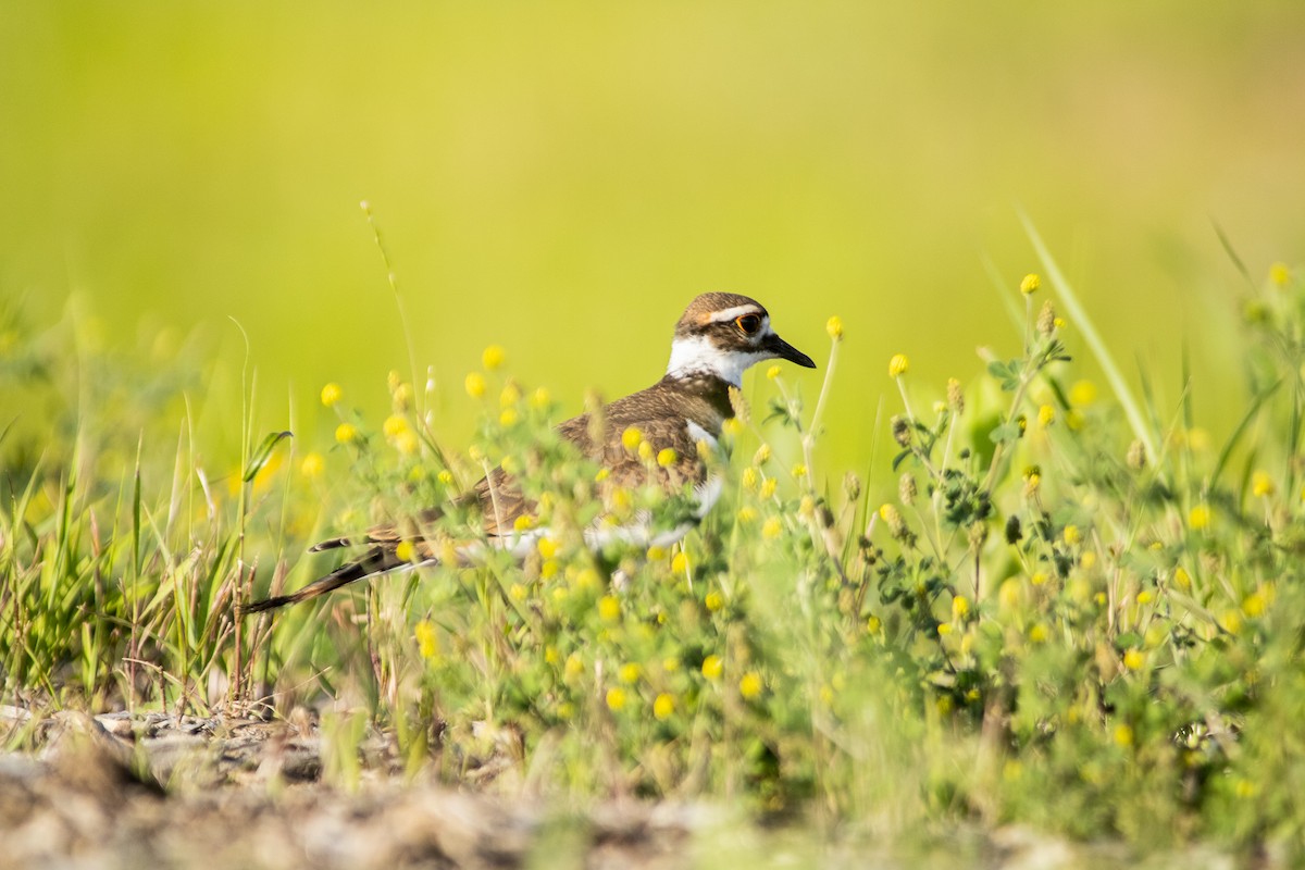 eBird Checklist - 7 Jun 2021 - Springbrook Gardens Park - 23 species