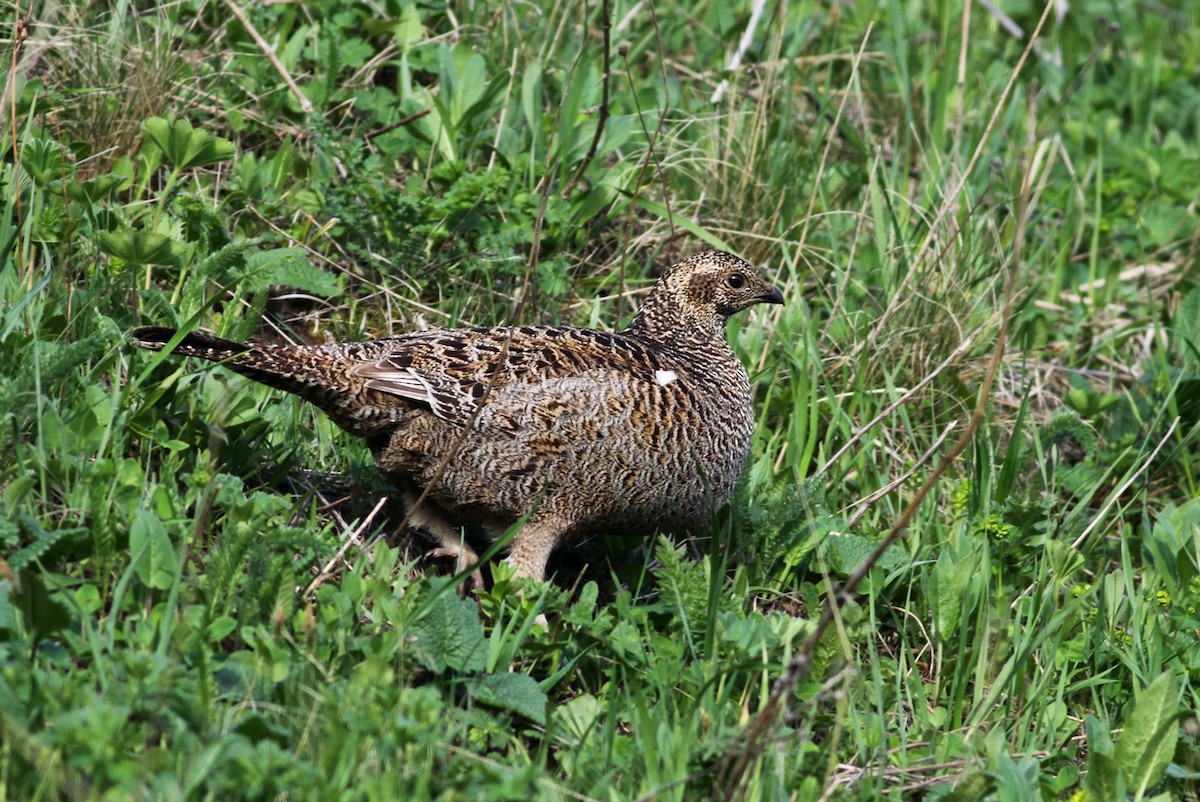 ML346416061 - Caucasian Grouse - Macaulay Library