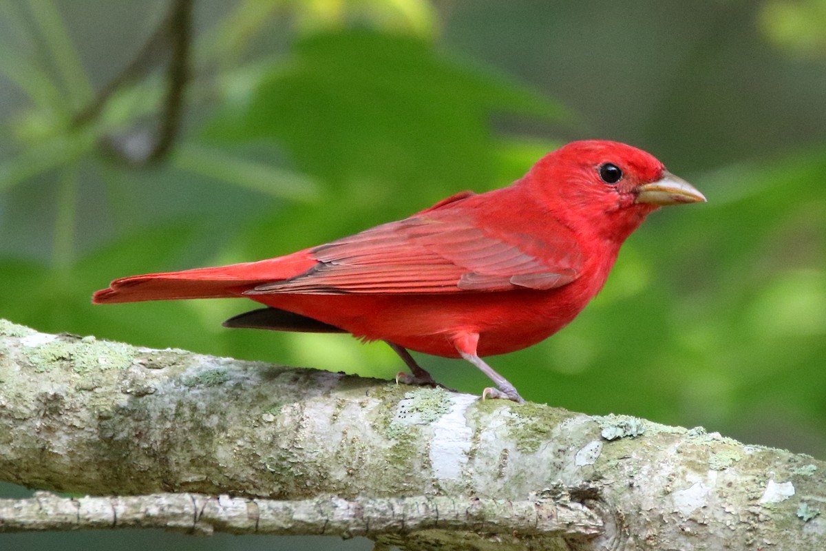 ML346513941 - Summer Tanager - Macaulay Library