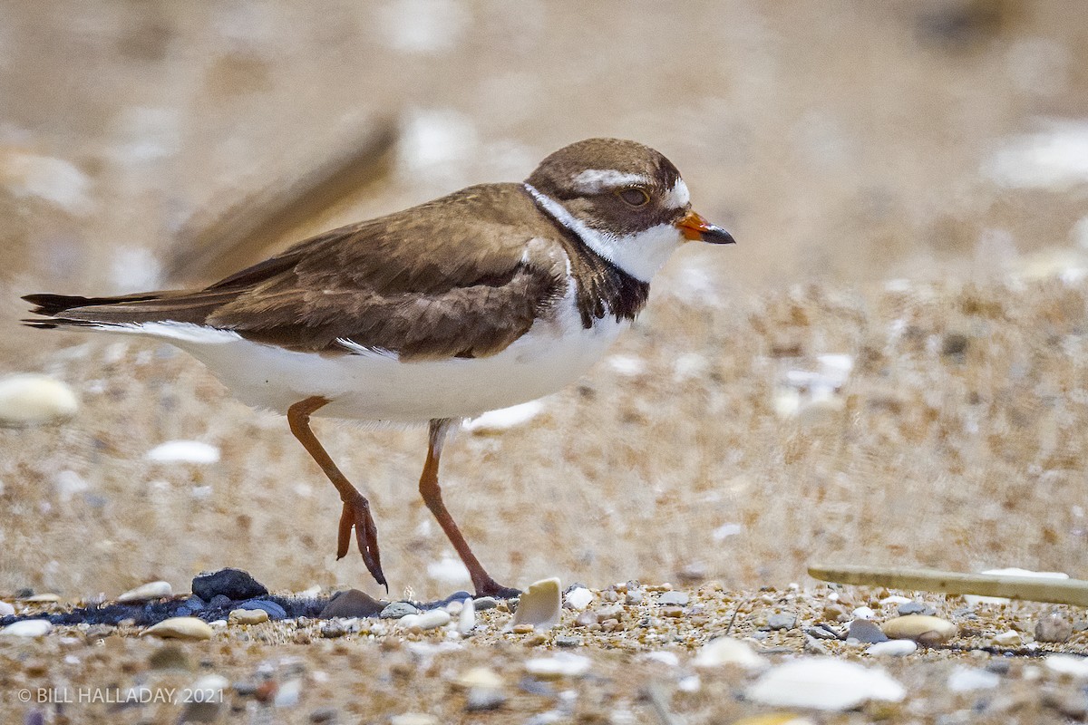 eBird Checklist - 11 Jun 2021 - Bolsa Chica SB Snowy Plover Protected ...