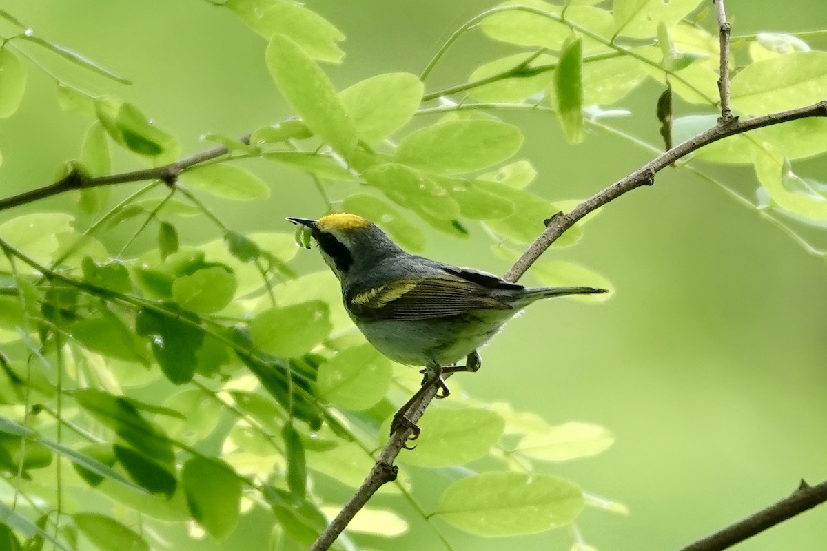 eBird Checklist - 12 Jun 2021 - Wimer Mountain Road (Route 640) - 36 ...