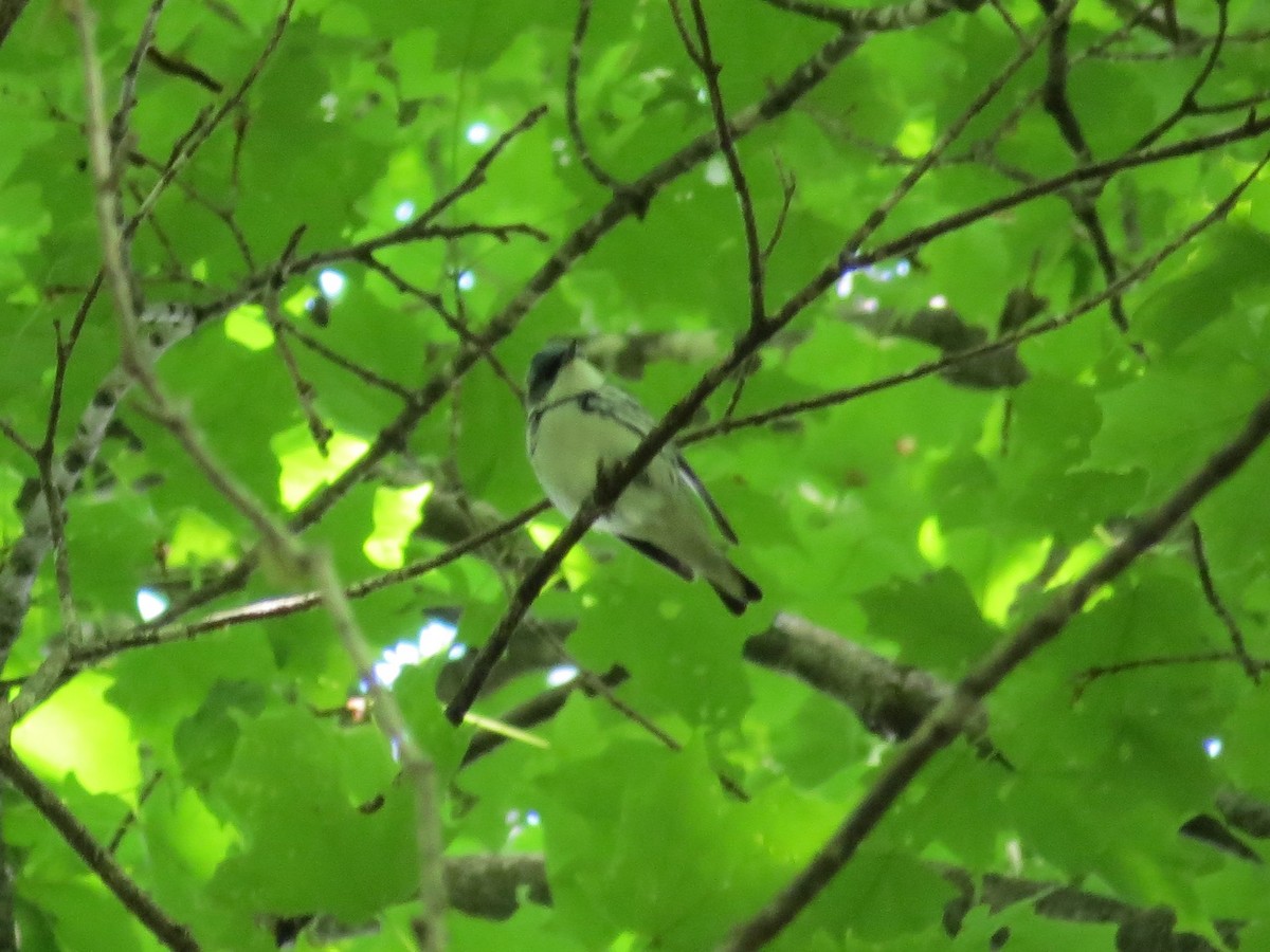 eBird Checklist - 13 Jun 2021 - Murphys Point Provincial Park - 10 species