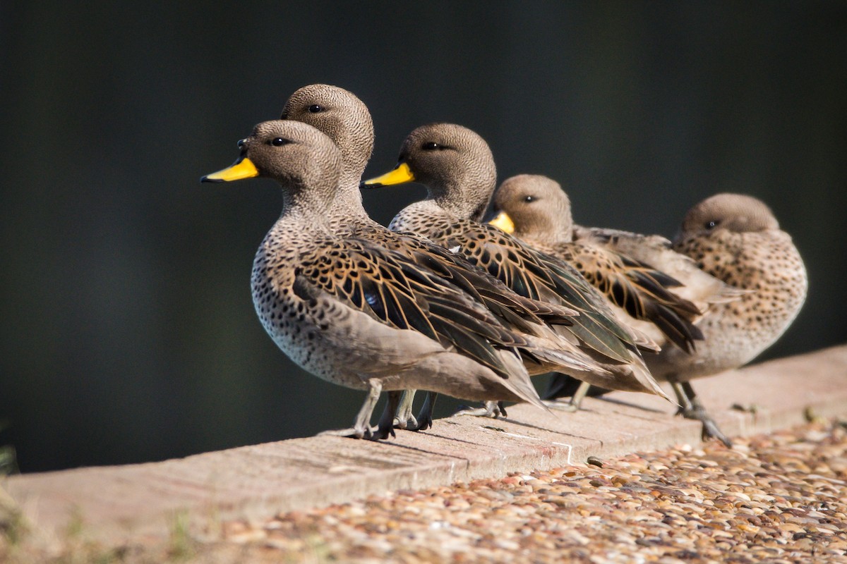 eBird Checklist - 3 Jun 2021 - Reserva Ecológica Lago Lugano - 47 species