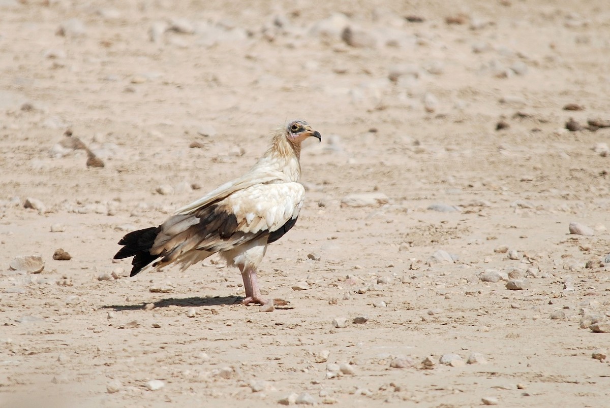 ML347928691 - Egyptian Vulture - Macaulay Library