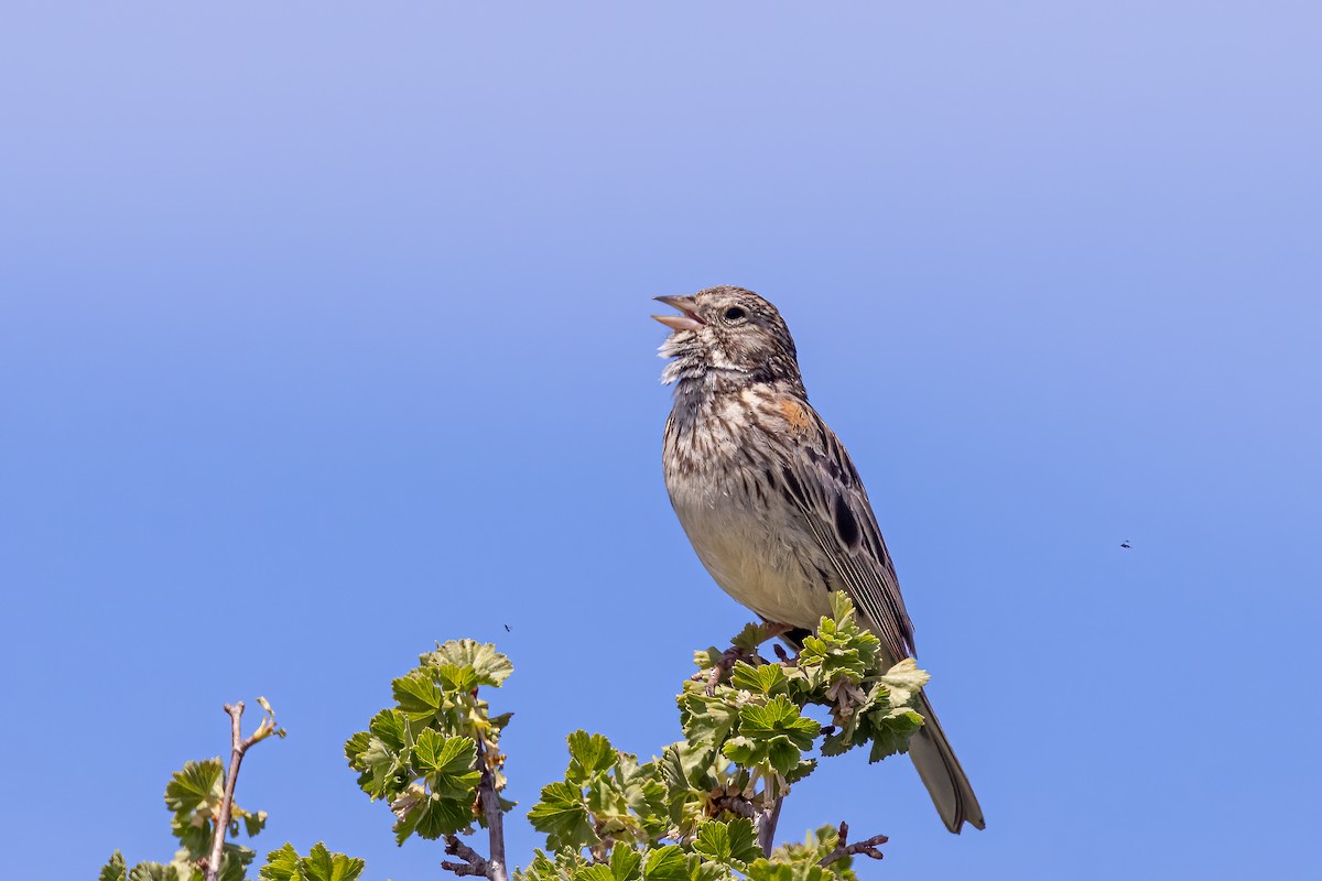 eBird Checklist - 16 Jun 2021 - Peavine Peak--Summit Area - 9 species