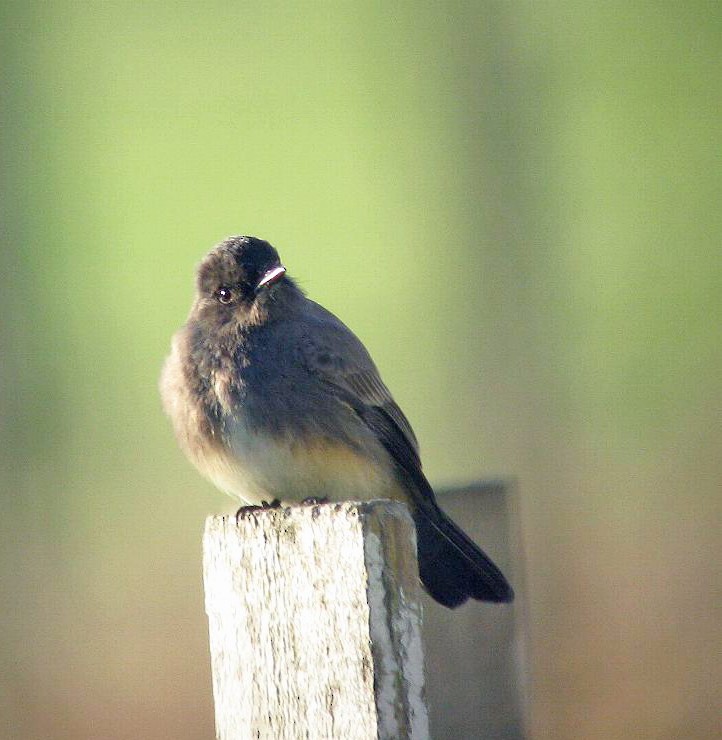 Black x Say's Phoebe (hybrid) - eBird