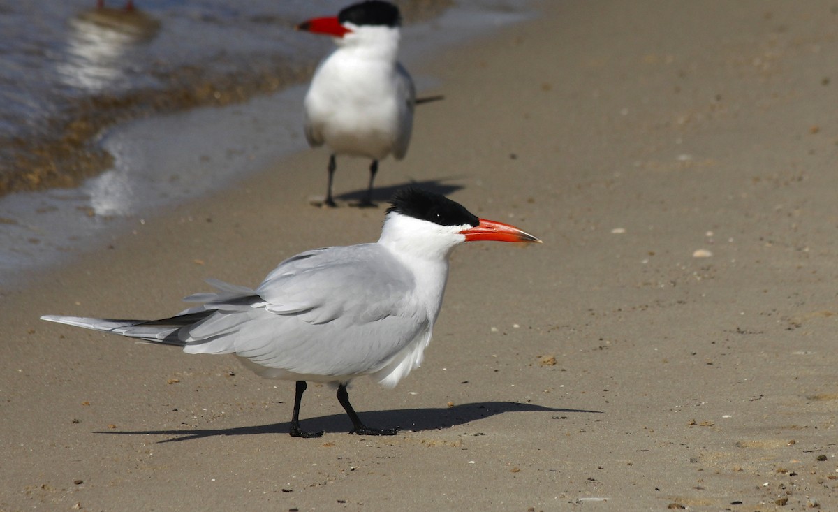 ML34860421 - Caspian Tern - Macaulay Library