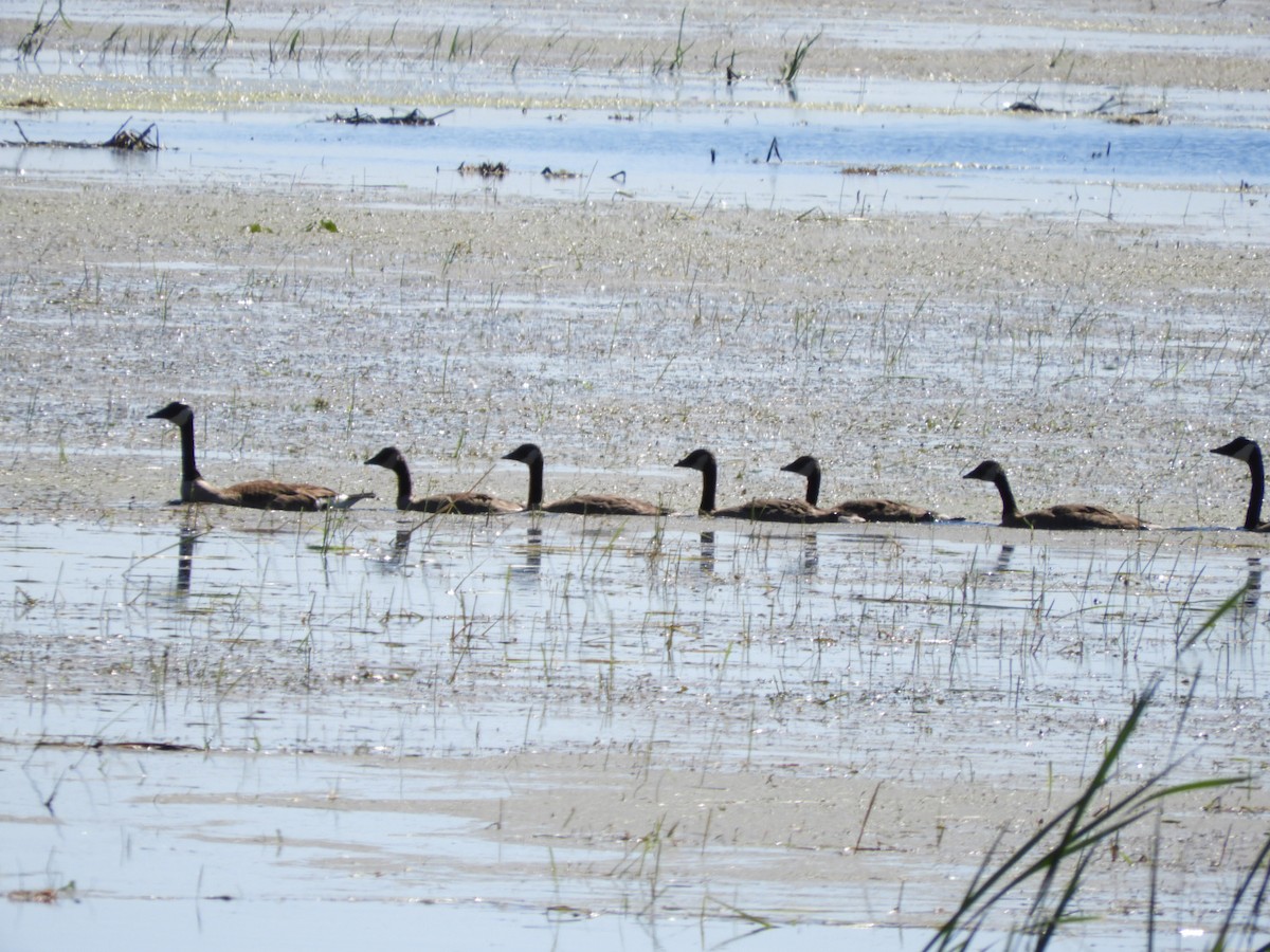 eBird Checklist - 16 Jun 2021 - Perch River WMA - 35 species