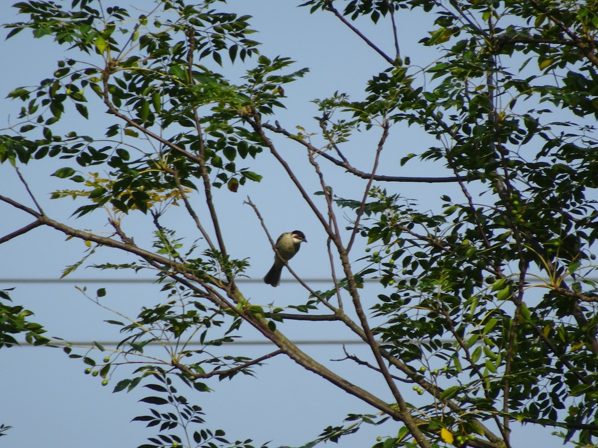 ML348755661 - Light-vented Bulbul (hainanus) - Macaulay Library