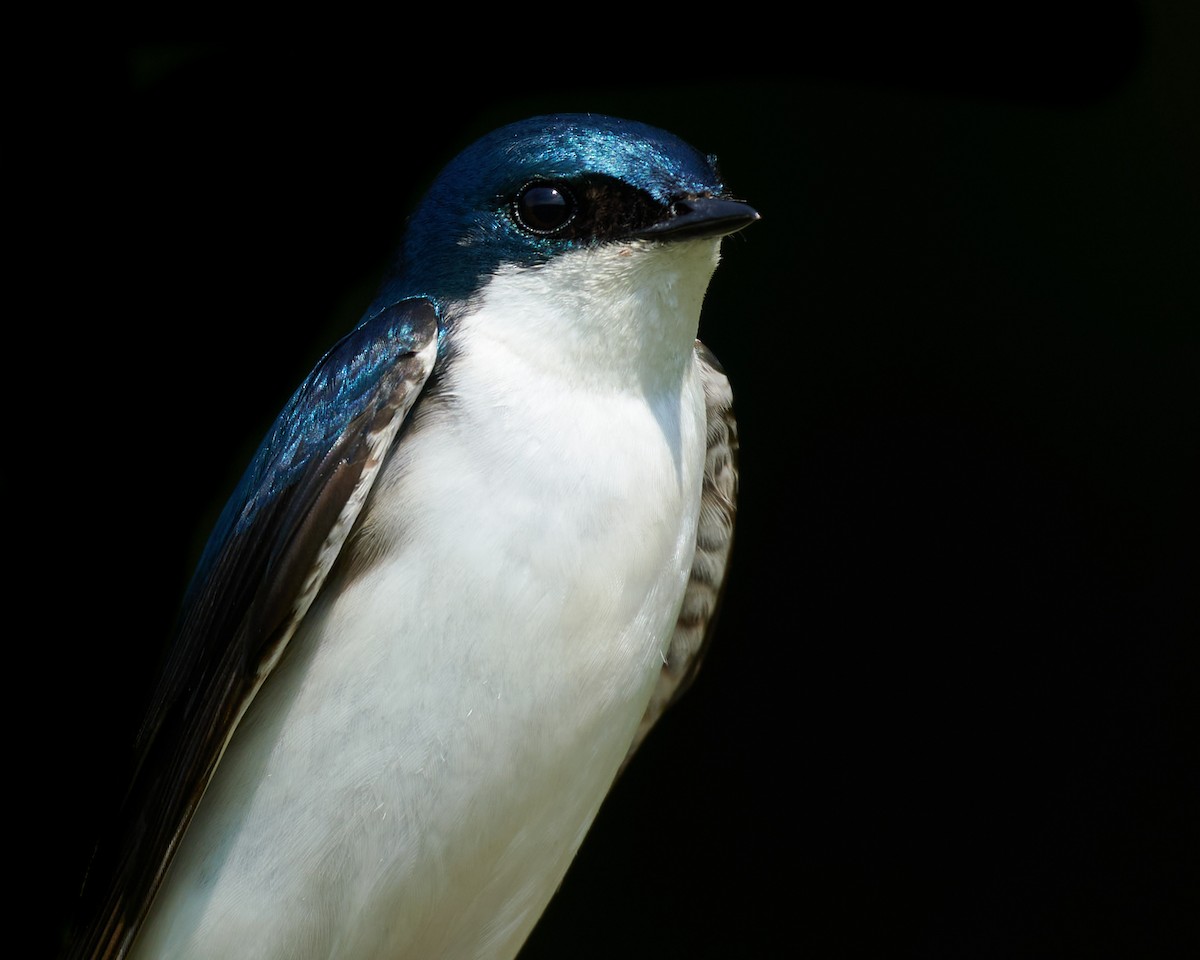 eBird Checklist - 7 Jun 2021 - Bald Eagle SP--Nature Inn Area - 25 species
