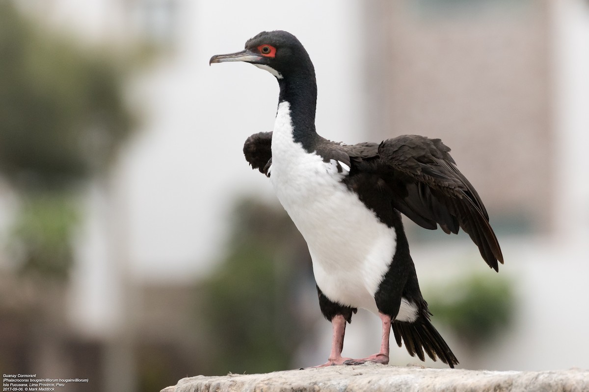 ML349038861 - Guanay Cormorant - Macaulay Library