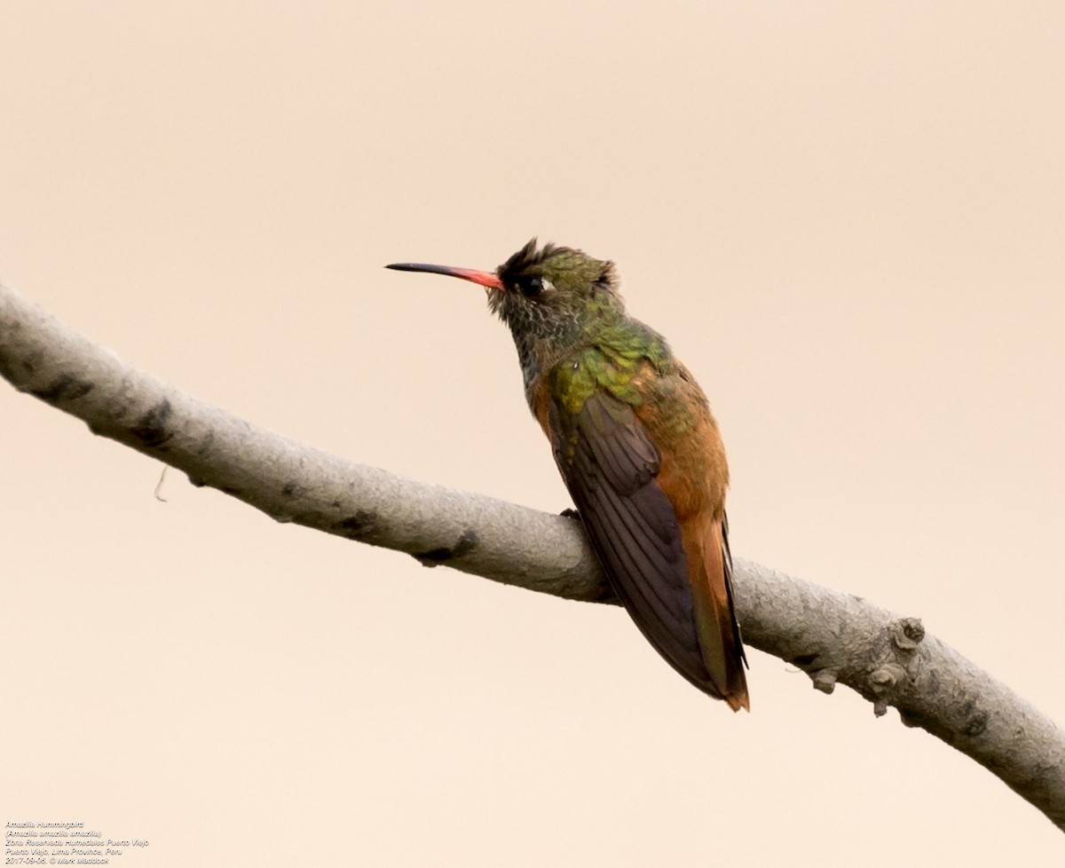 ML349044561 - Amazilia Hummingbird (Amazilia) - Macaulay Library