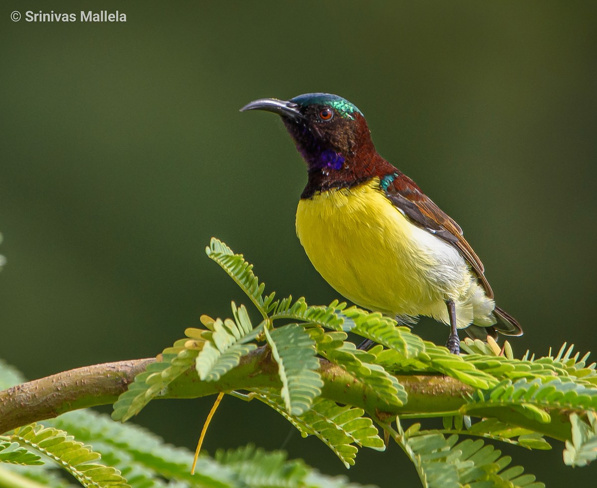 ML349349291 - Purple-rumped Sunbird - Macaulay Library
