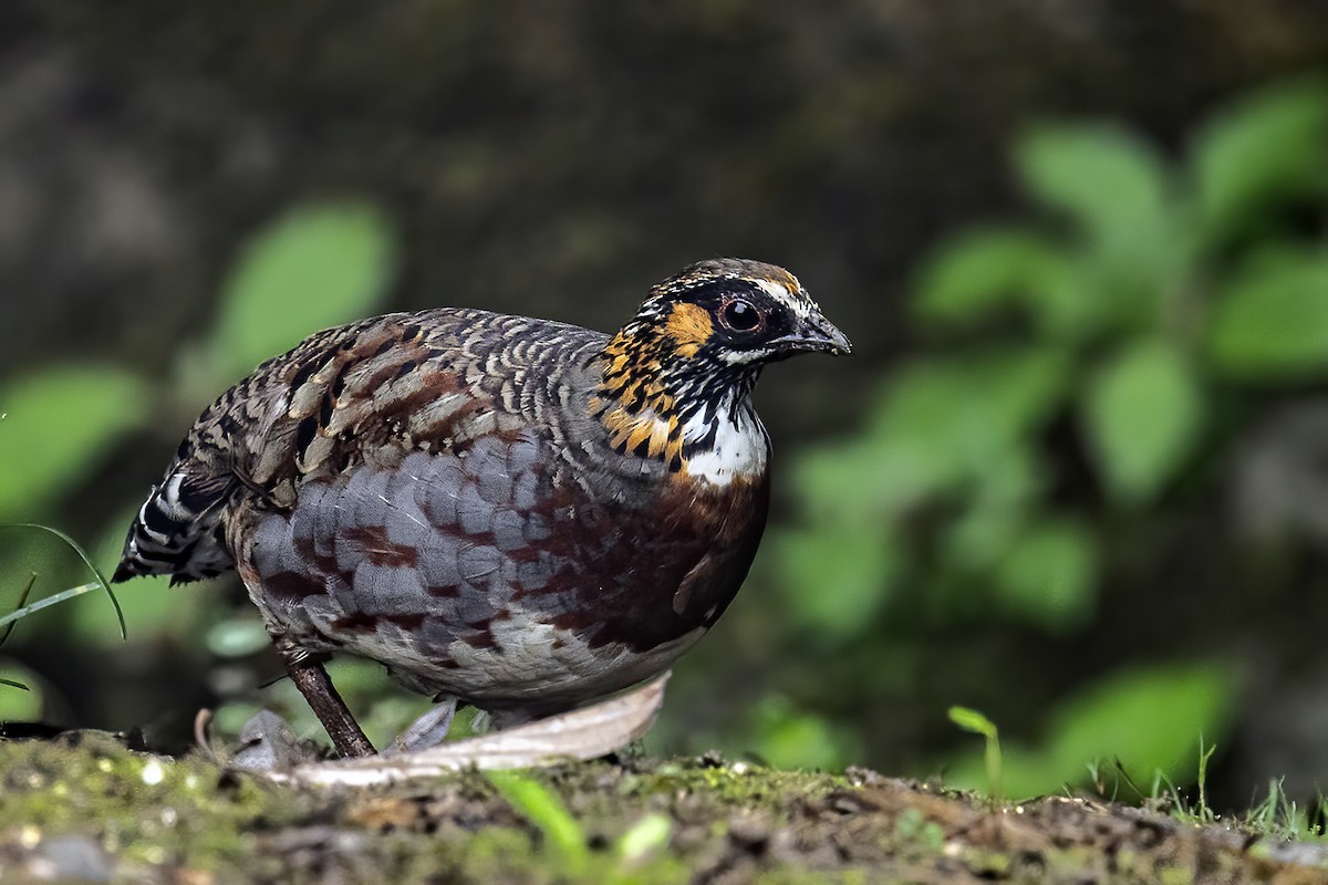 ML349542241 - Sichuan Partridge - Macaulay Library