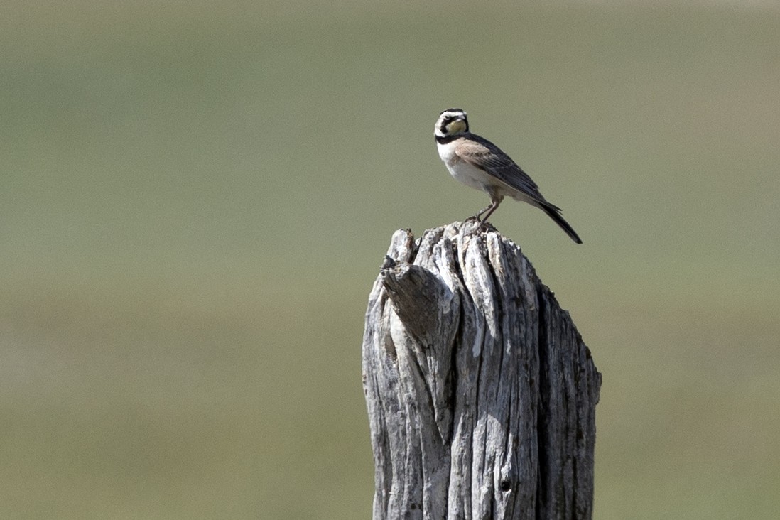 eBird Checklist - 18 Jun 2021 - Henry Road, north - 9 species