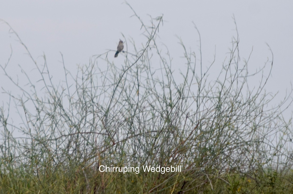 ML349748231 - Chirruping Wedgebill - Macaulay Library