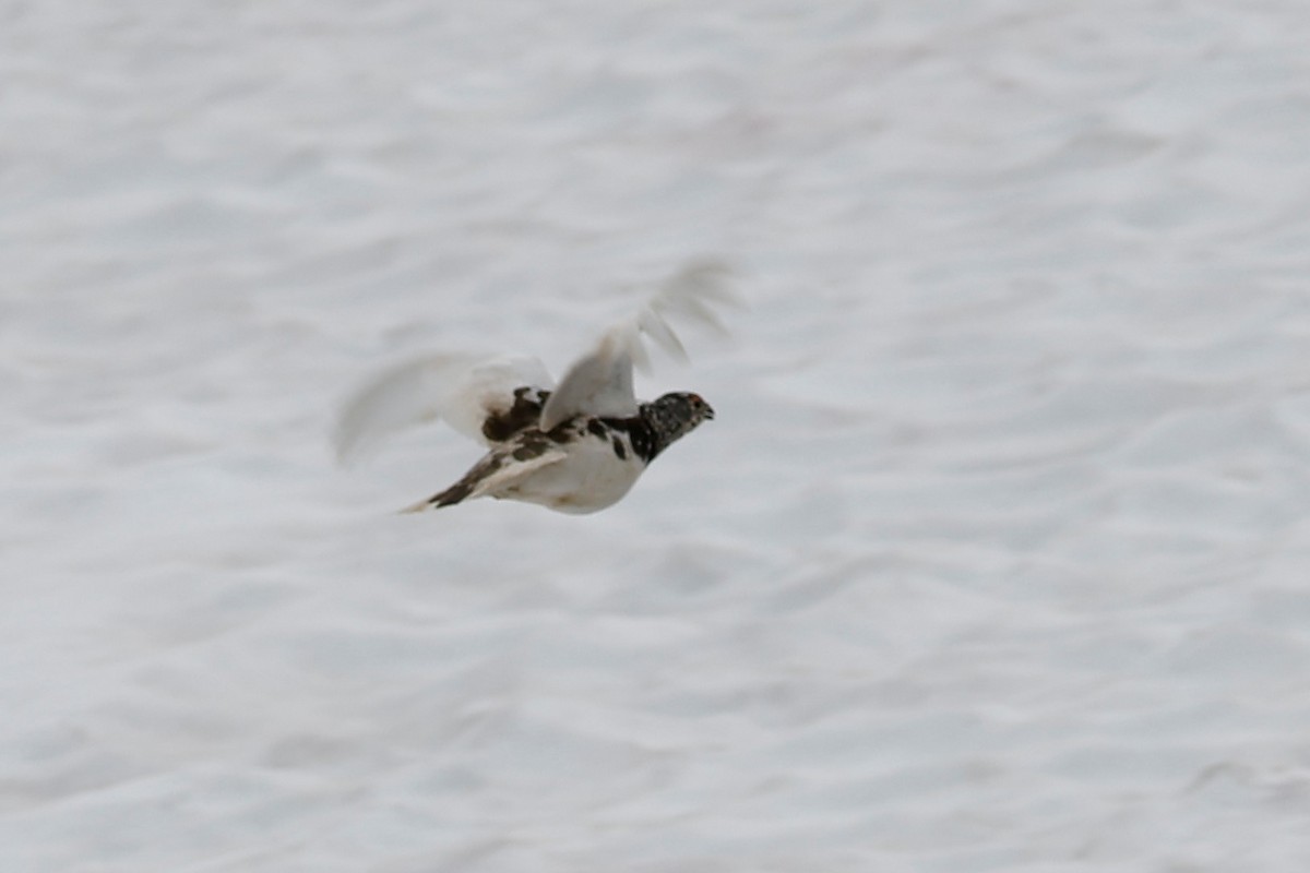 eBird Checklist - 20 Jun 2021 - Hatcher Pass--Summit Lake and April ...