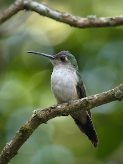 Wedge-tailed Sabrewing (Curve-winged) - eBird