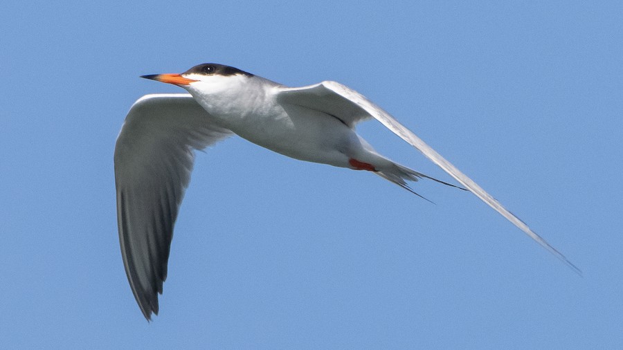 tern sp. - eBird