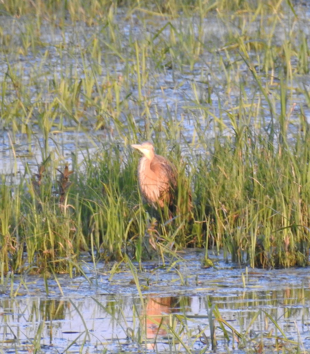 eBird Checklist - 23 Apr 2017 - Ouse Washes RSPB Reserve - 23 species