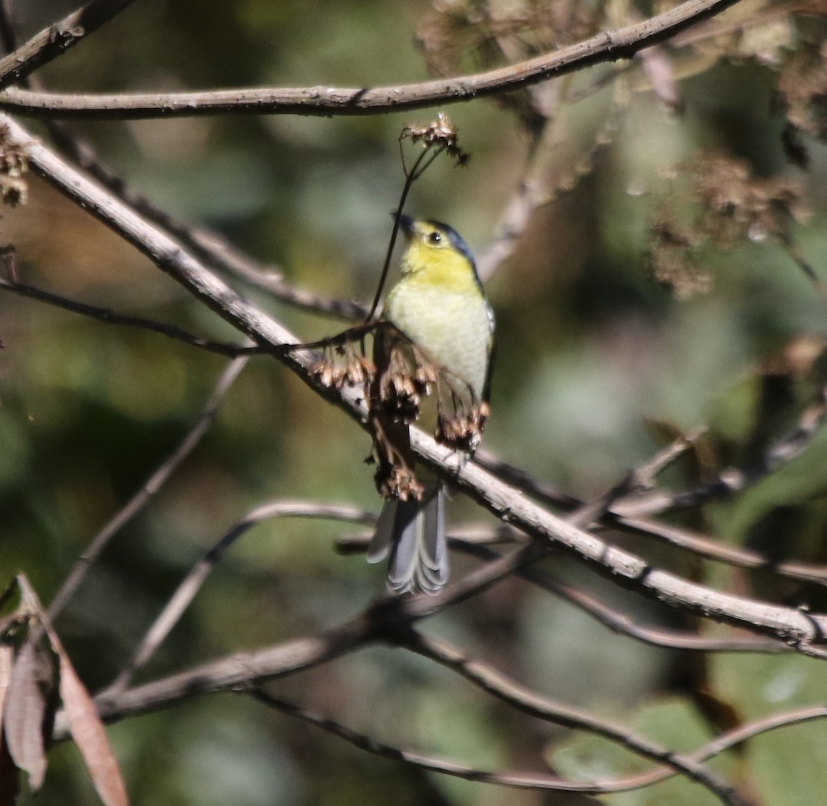 ML350708361 - Barred Becard - Macaulay Library