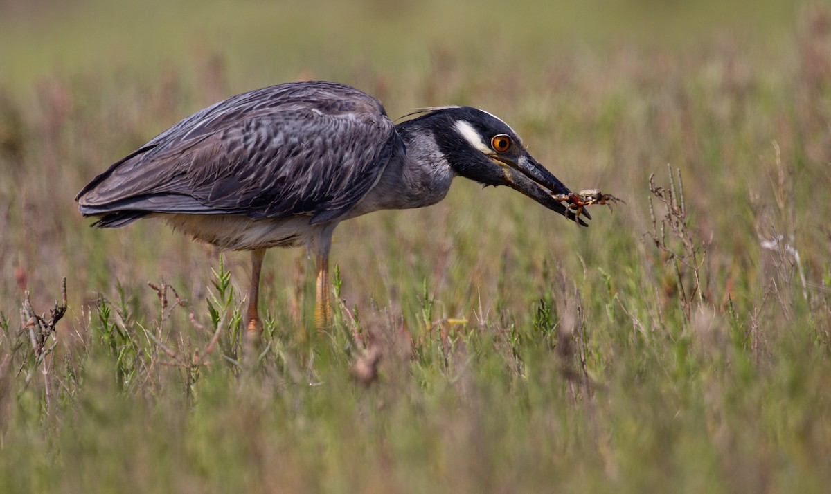 eBird Checklist - 27 Jun 2021 - Newport Back Bay - 2 species