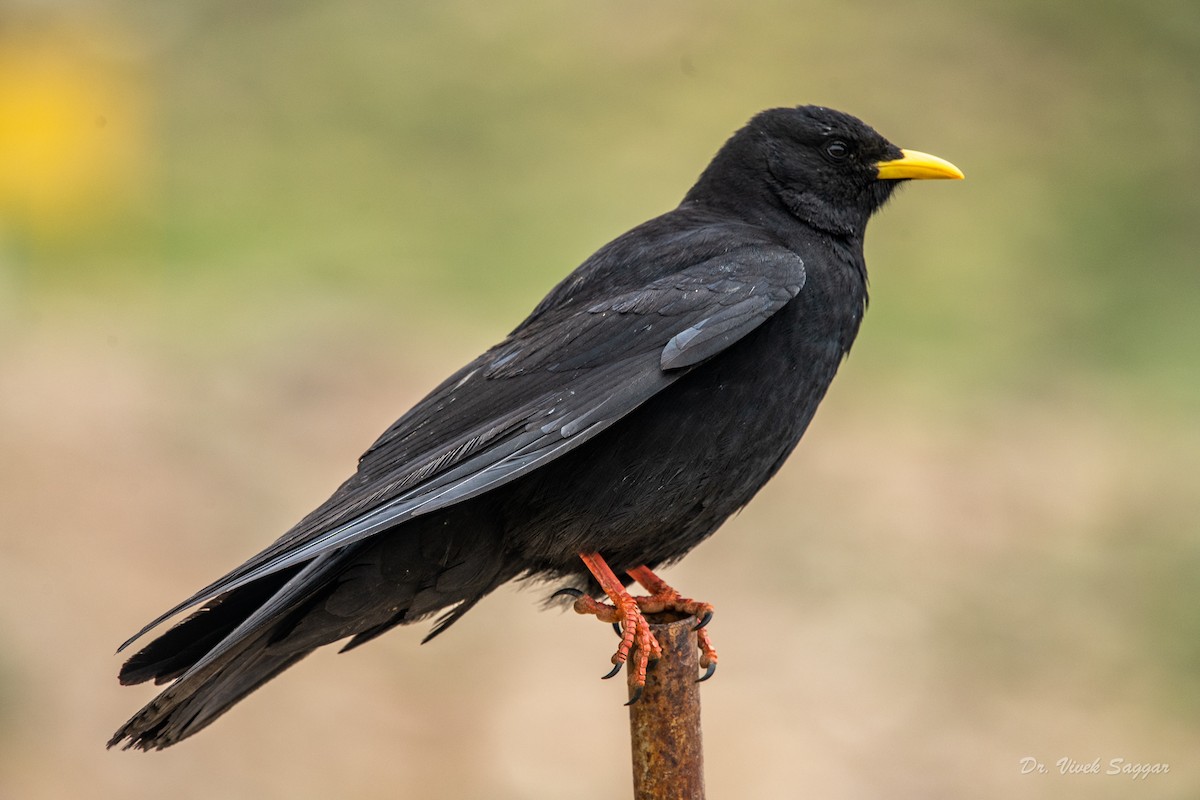 ML350911511 - Yellow-billed Chough - Macaulay Library
