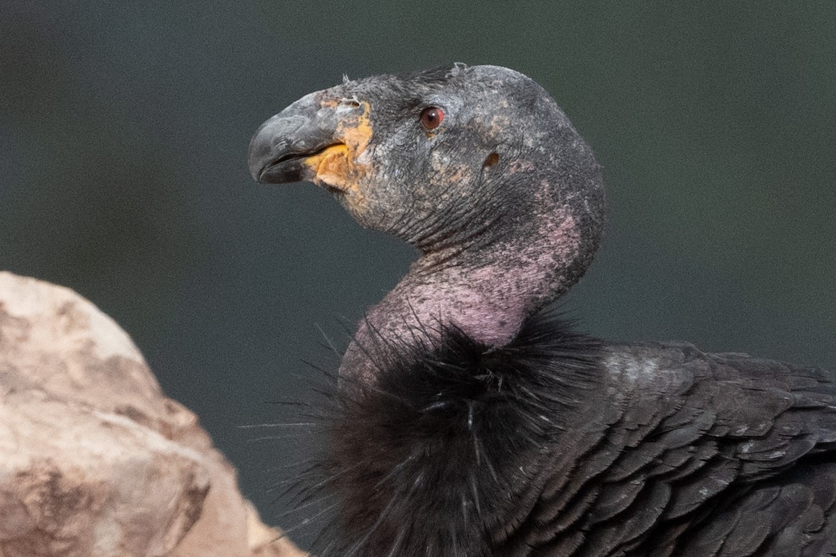 ML350973241 - California Condor - Macaulay Library