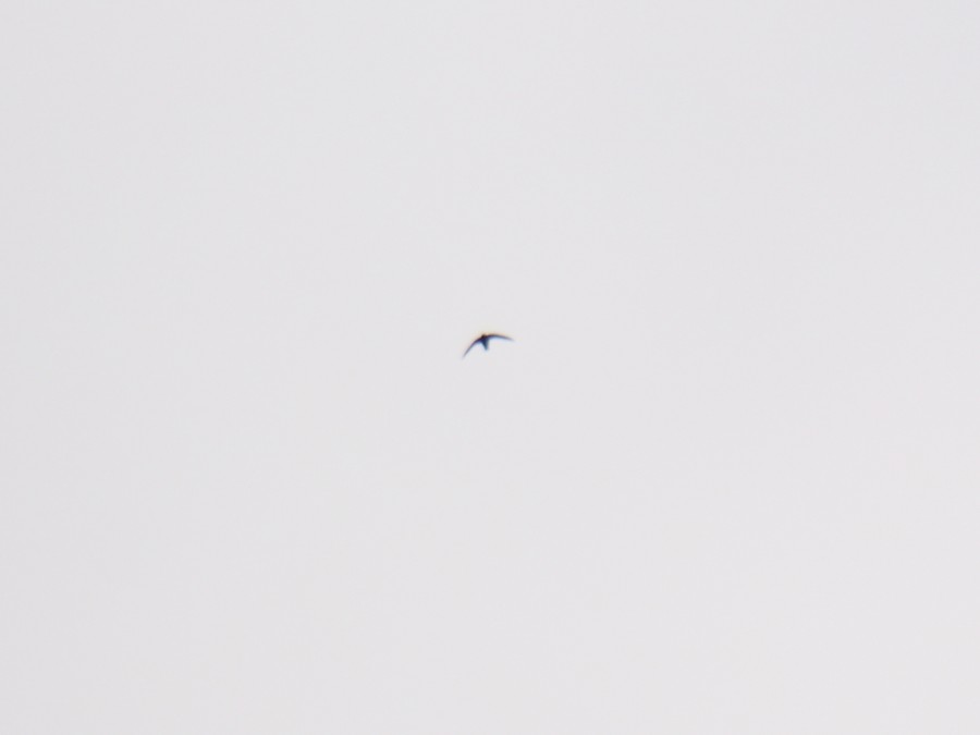 Vencejo Negro (costaricensis) - eBird