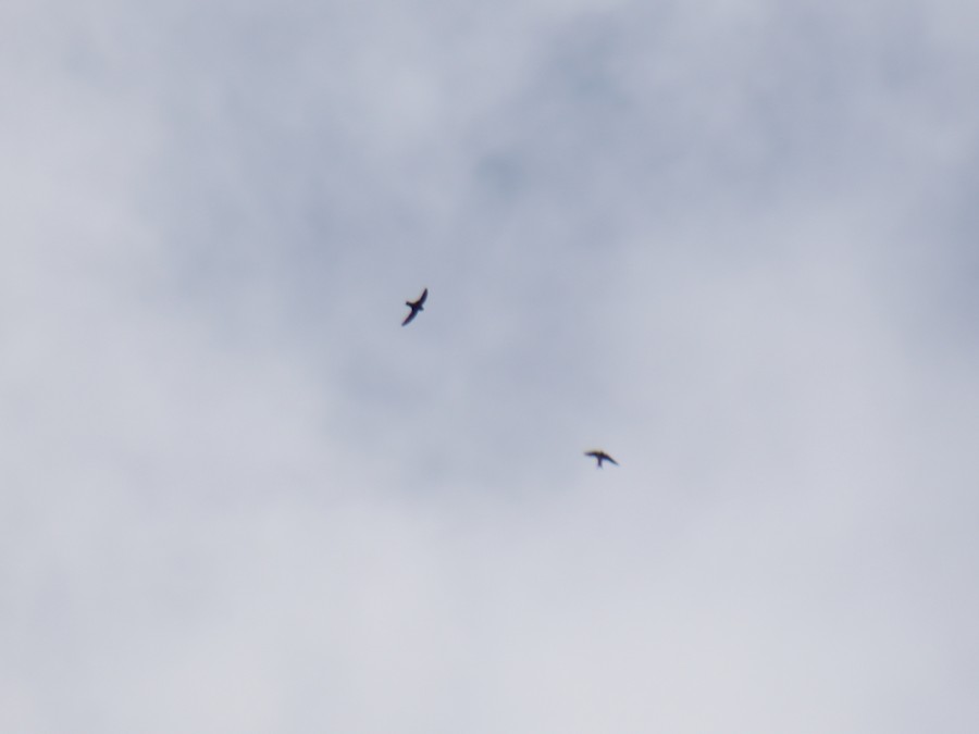 Black Swift (costaricensis) - eBird