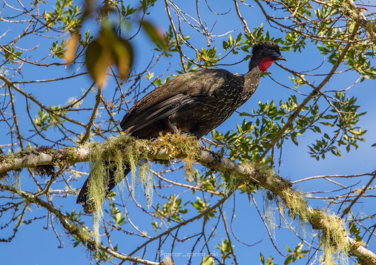 eBird Checklist - 29 Jun 2021 - Captación De Agua De Guatuso - 20 species