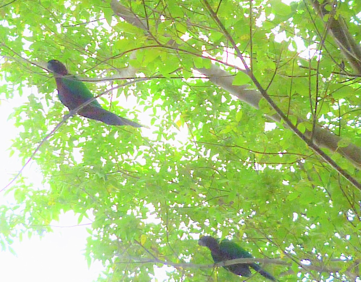 ML351820881 - Red Shining-Parrot - Macaulay Library