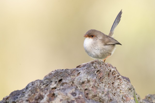 April eBirder of the Month Challenge - eBird Australia