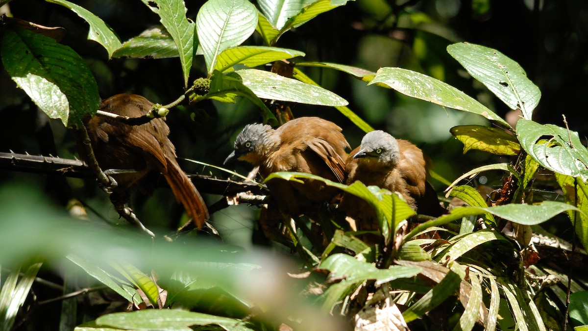 ML351876081 - Ashy-headed Laughingthrush - Macaulay Library