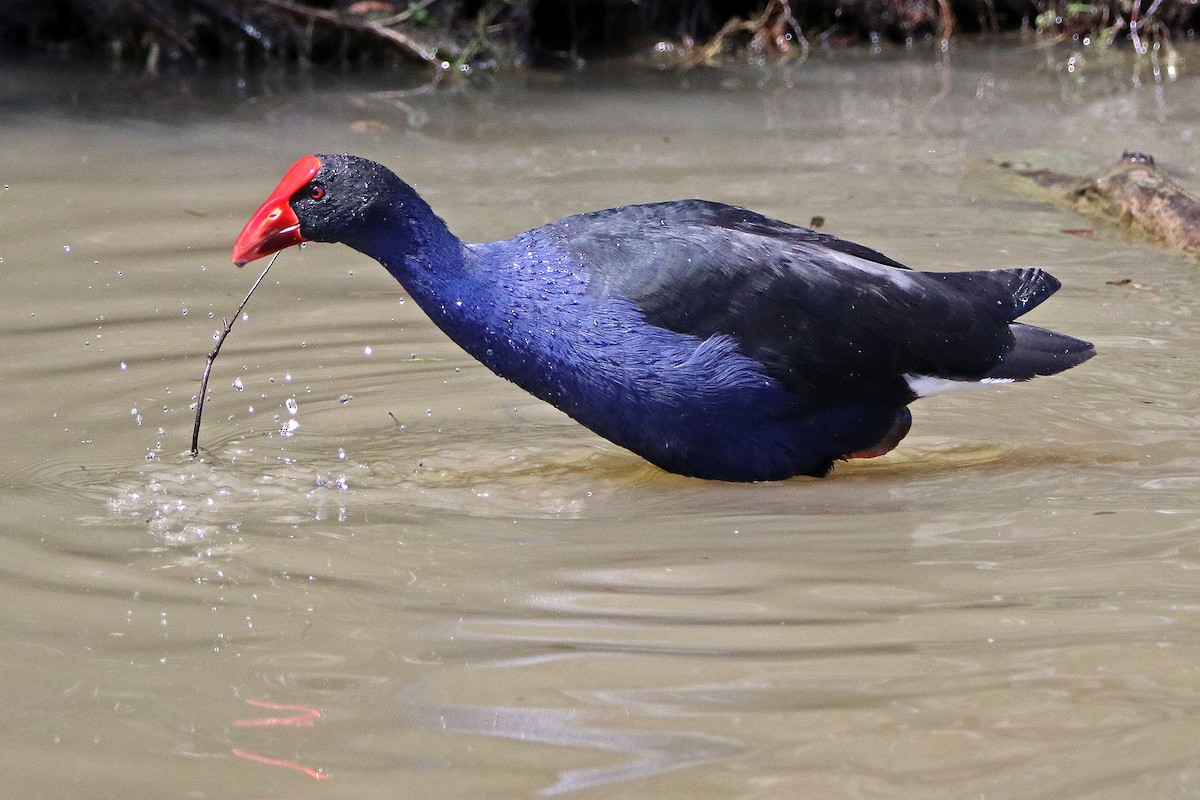 eBird Checklist - 18 Oct 2017 - Tidbinbilla Nature Reserve--Sanctuary ...
