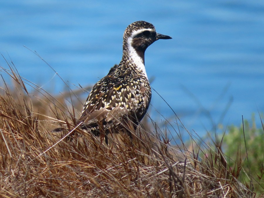 golden-plover sp. - eBird