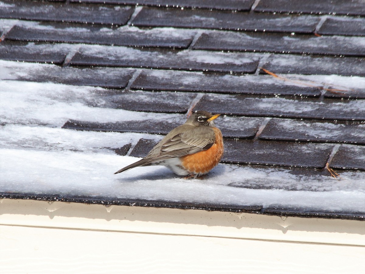 ML352307551 - American Robin - Macaulay Library