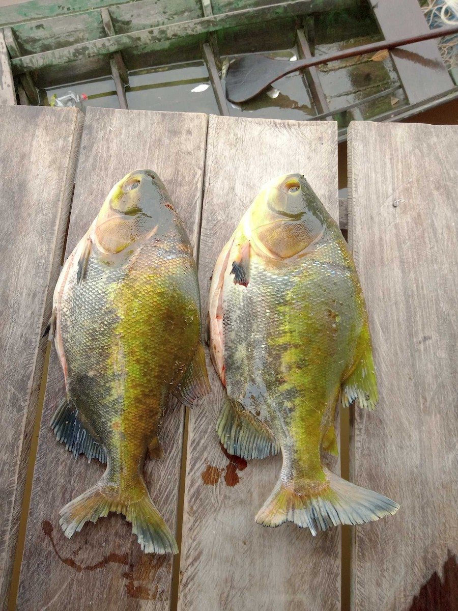 ML352359631 - Fish sp. - Macaulay Library