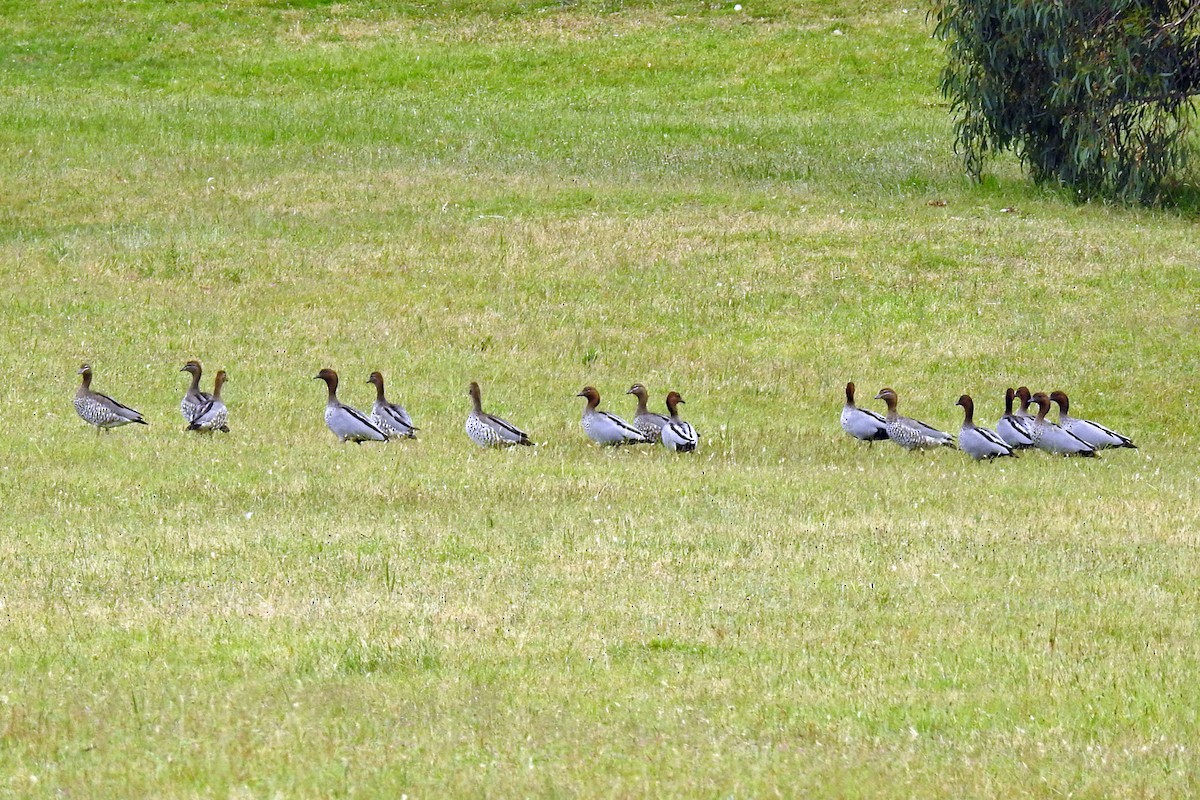 eBird Checklist - 28 Dec 2017 - Tidbinbilla Nature Reserve--Sanctuary ...