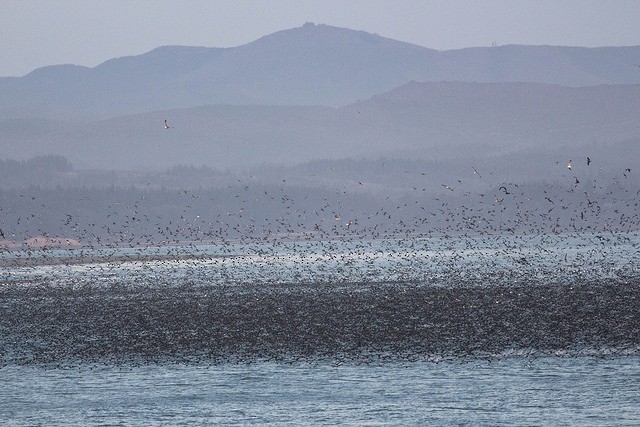 eBird Checklist - 1 Aug 2015 - North Cove - 20 species (+6 other taxa)